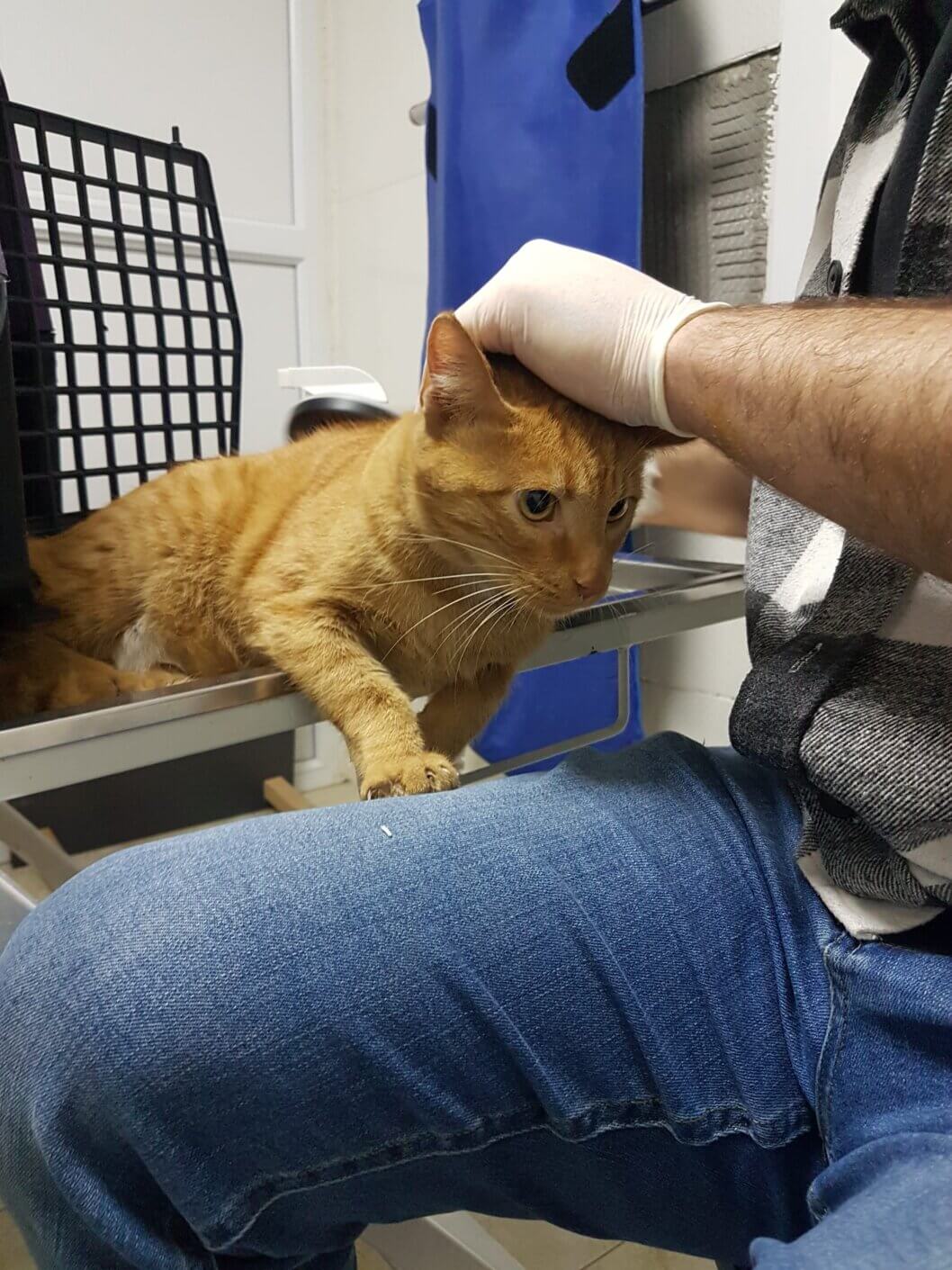 Earthquake Updates: PETA UK’s Rescuing Cats, Dogs, and Birds Trapped ...