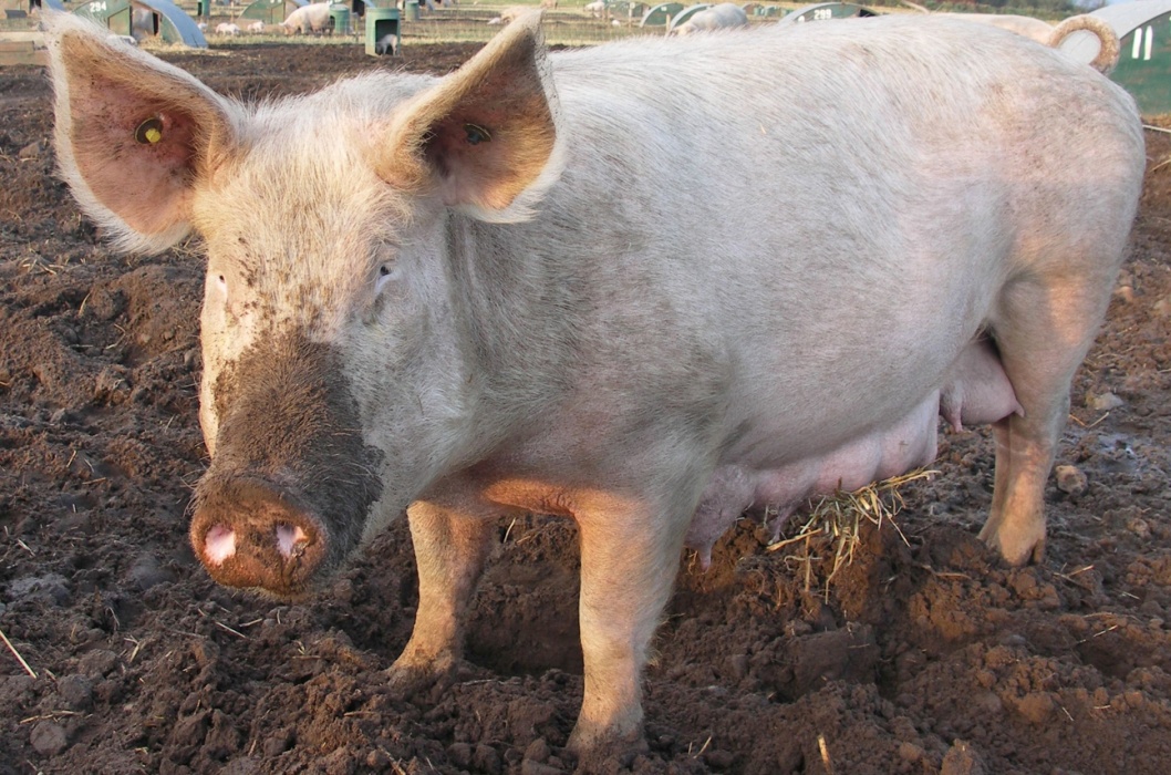 Gross Things Found in Food