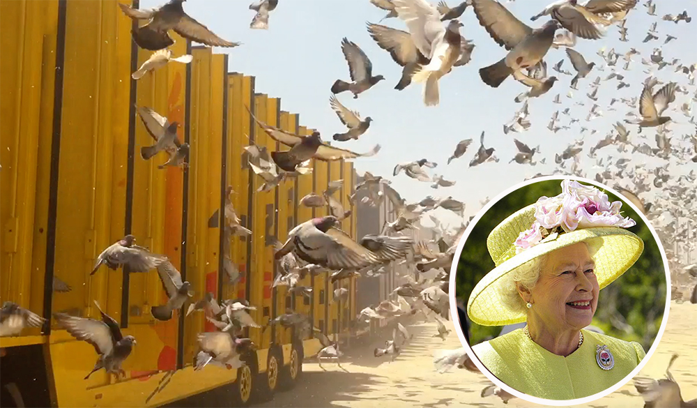 Breaking Investigation: Queen's Pigeons Perish in South African Million ...