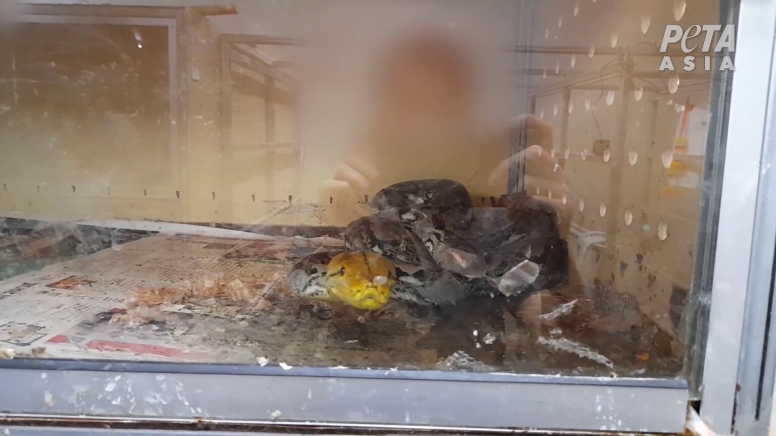 Gucci Parent Company Connected to Gruesome Snake Killings - News - PETA ...