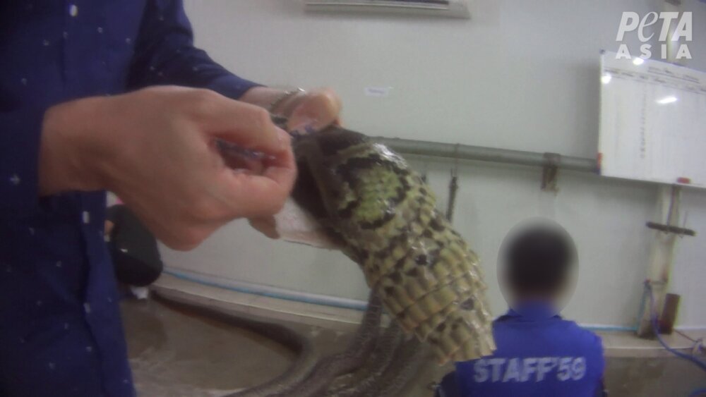 Gucci Parent Company Connected to Gruesome Snake Killings - News - PETA ...