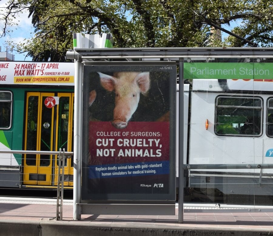 'Pigs' Protest College of Surgeons as PETA's New Ad Launches