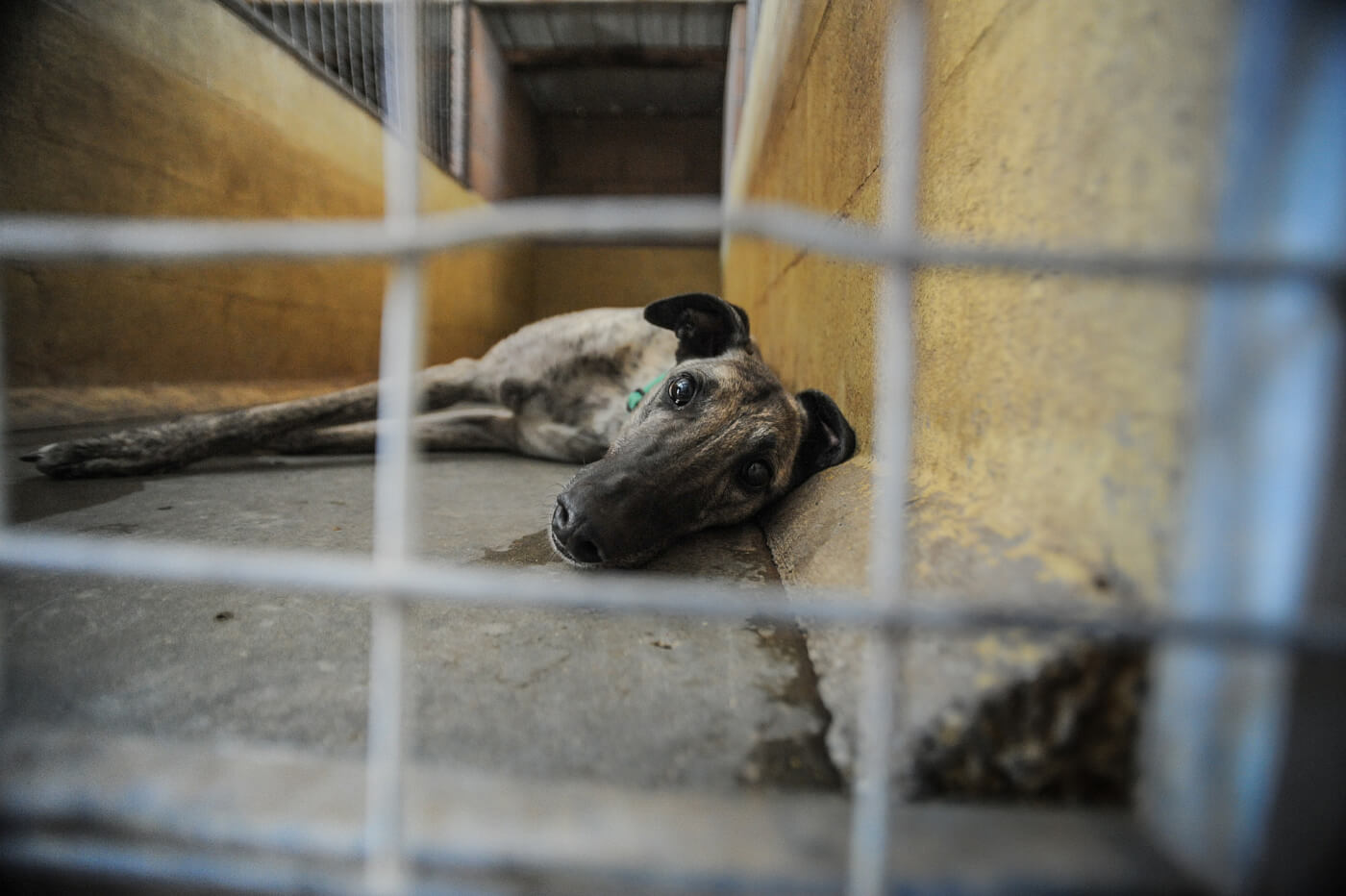 Good News! Tasmania Will Phase Out Greyhound Racing – But This Needs to Be Nationwide - News ...