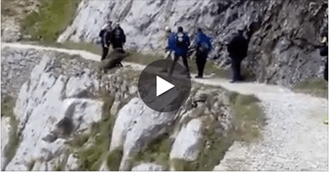 WHY?! Video Shows Men Pushing Boar Off Cliff, Killing the Animal - News ...