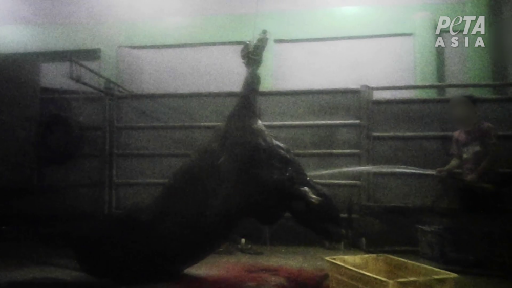 Australian Live Export: Animals Thrash on Floor, Bleeding Out - News ...