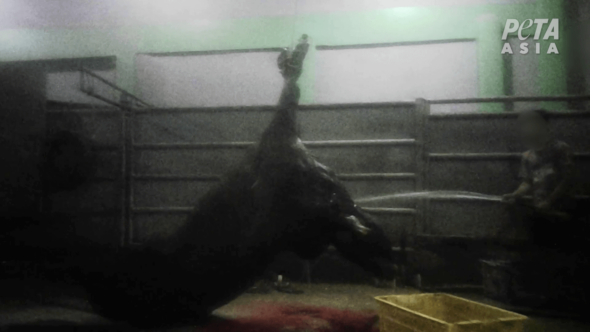 Australian Live Export: Animals Thrash on Floor, Bleeding Out - News ...