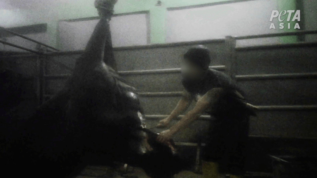 Australian Live Export: Animals Thrash on Floor, Bleeding Out - News ...