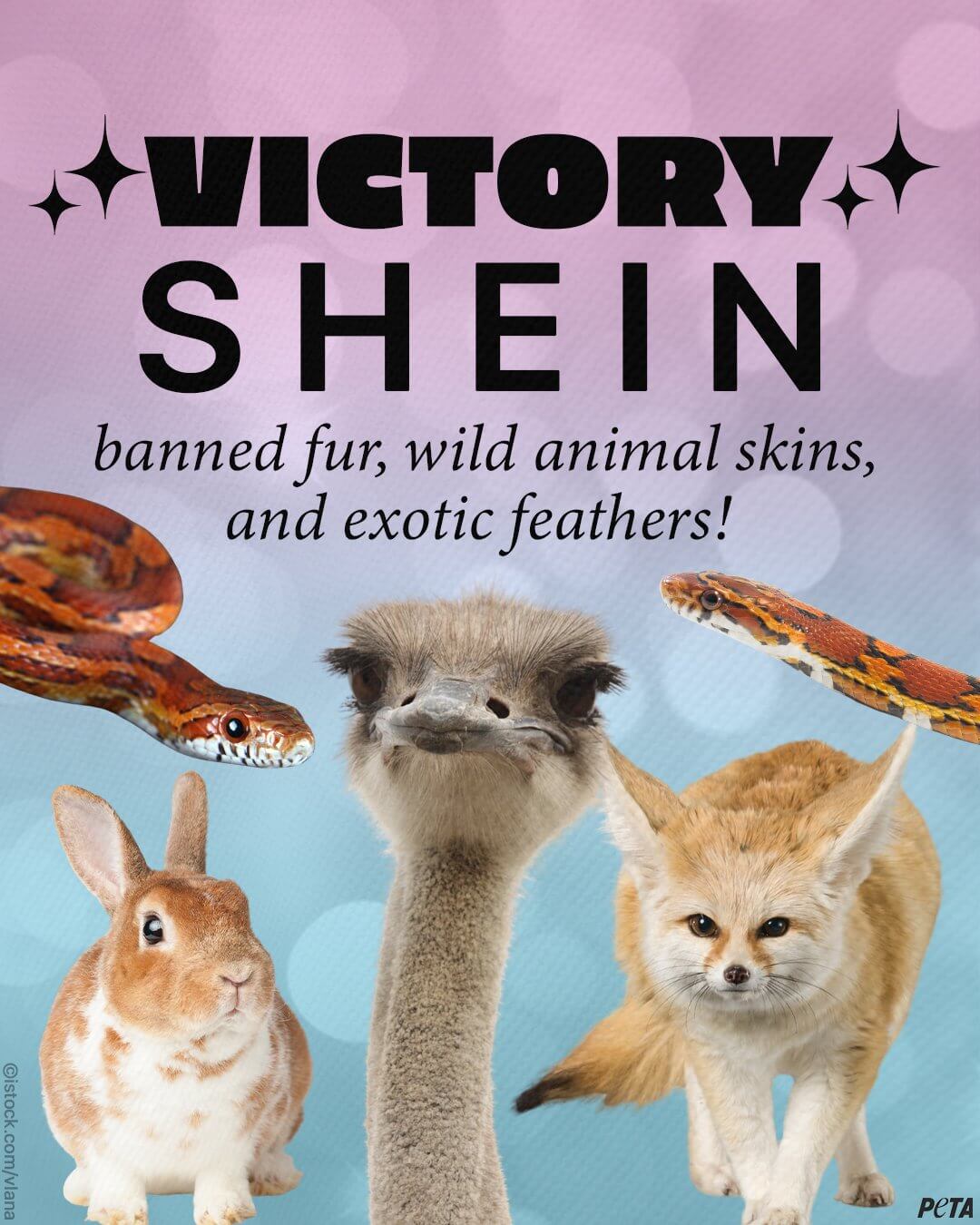 SHEIN Bans Fur, Wild-Animal Skins, and Wild Feathers - News - PETA ...