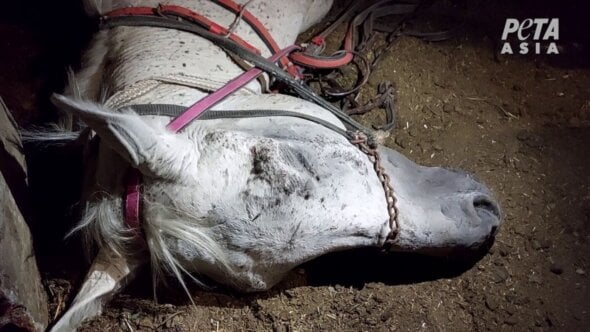 The Dark Side of Egypt’s Tourism: Horse and Camel Corpses Rot at ...