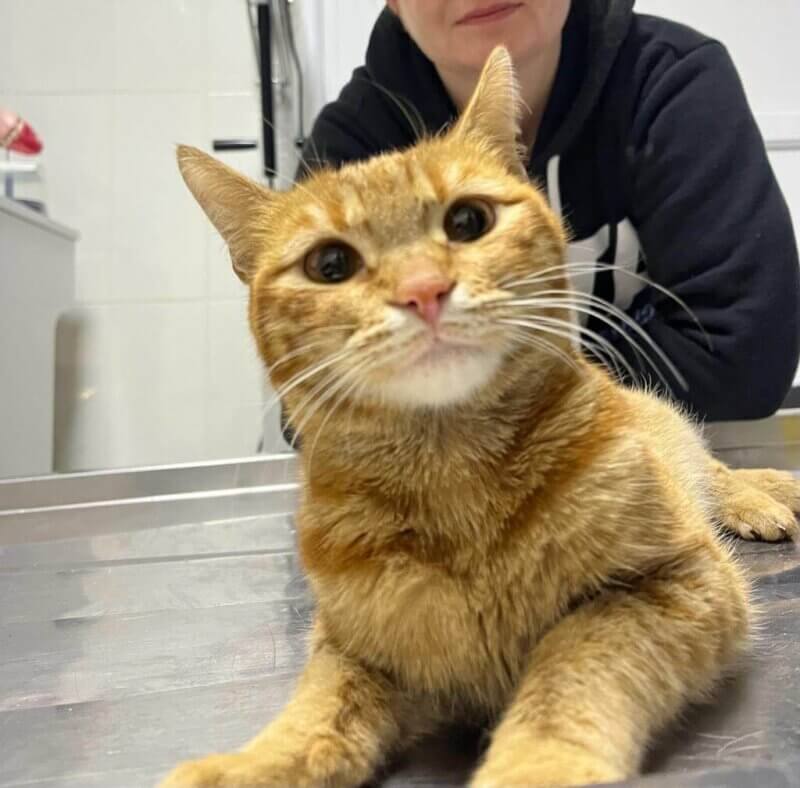 Earthquake Updates: PETA UK’s Rescuing Cats, Dogs, and Birds Trapped ...