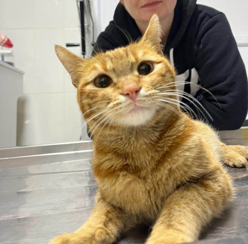 Earthquake Updates: PETA UK’s Rescuing Cats, Dogs, and Birds Trapped ...