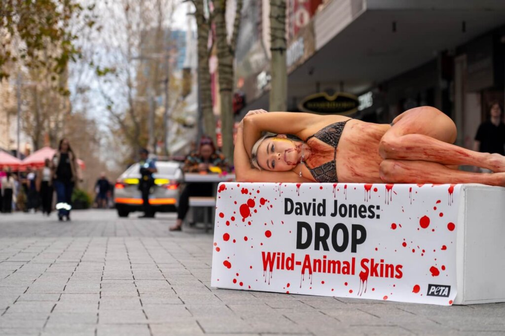 Tash Joins PETA to Protest David Jones’ Sales of Wild-Animal Skins ...