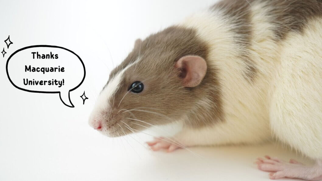 Victory for Mice! Macquarie University Bans Notoriously Cruel Lab Test ...