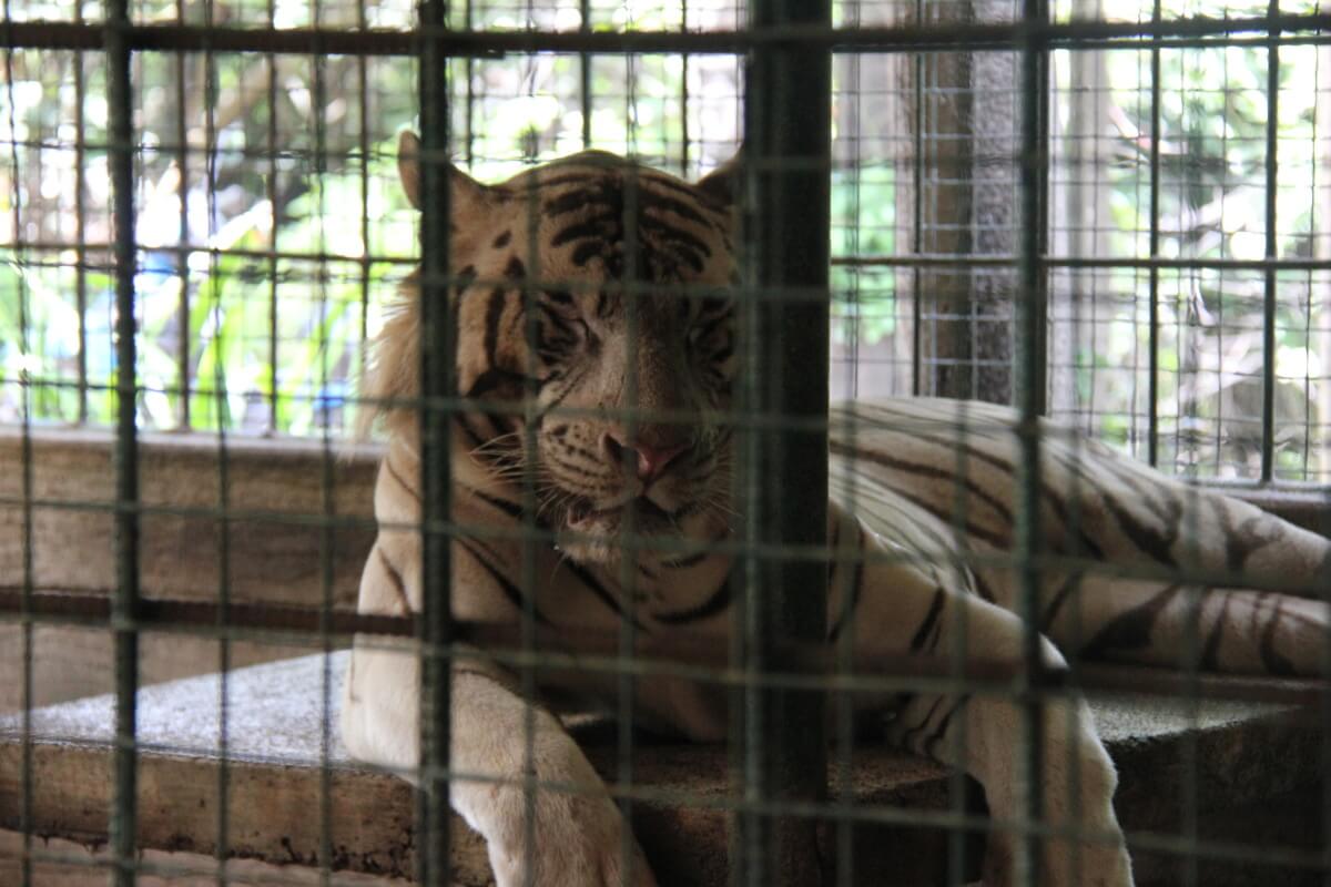 Take The Tiger Stripes Out Of Swipes For International Tiger Day