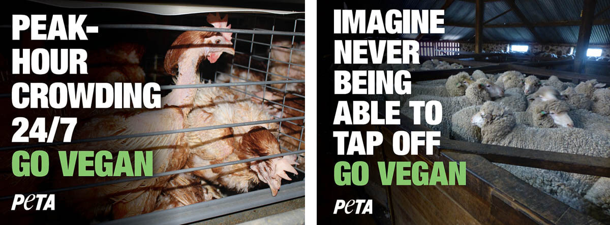 Vegan Train Takeover in Sydney - Can You Relate to Who's in This Crate ...