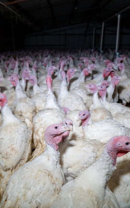 Tessa the Turkey Discovers the Dark Side of Festive Traditions - News ...