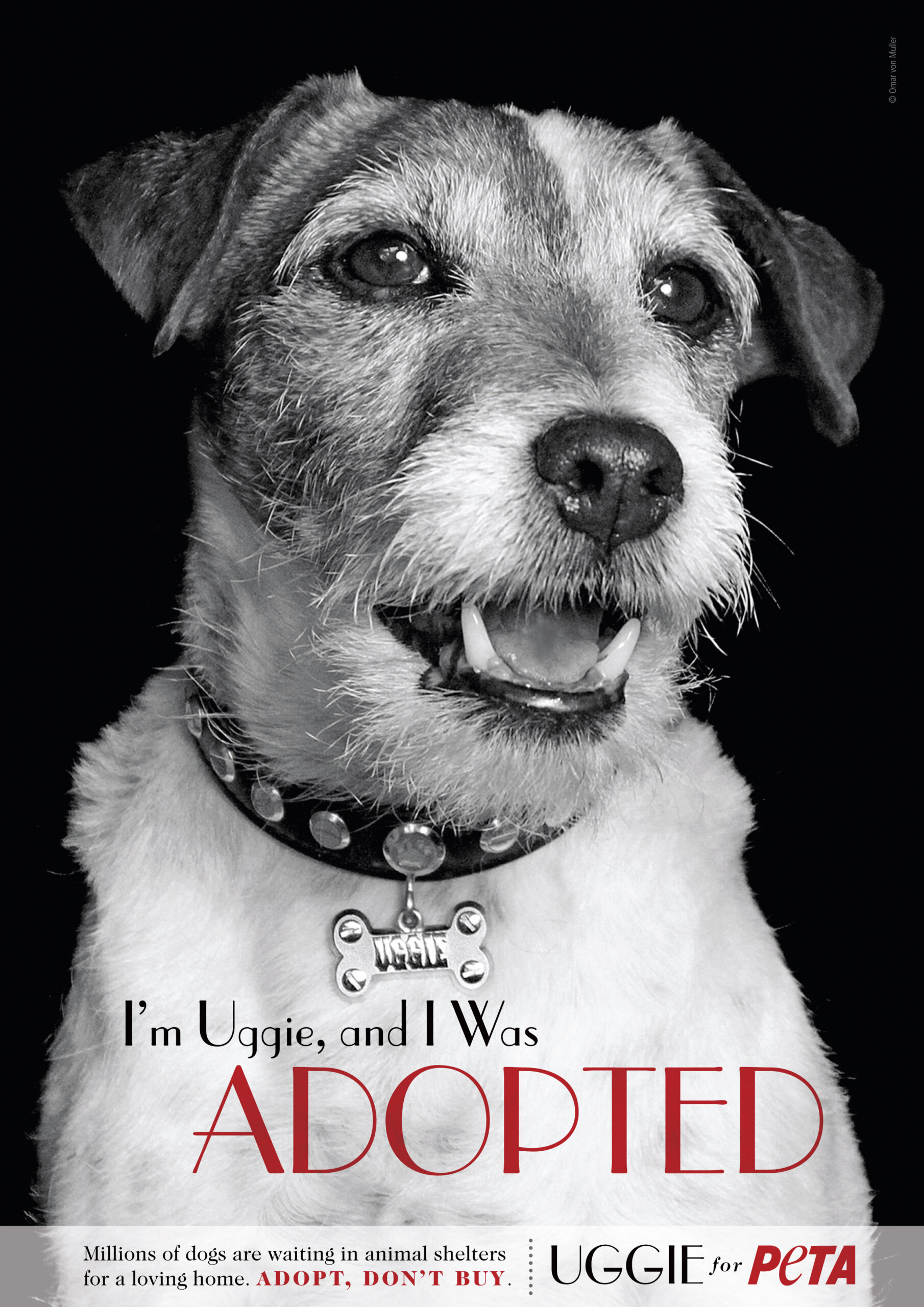 RIP, Uggie - News - PETA Australia