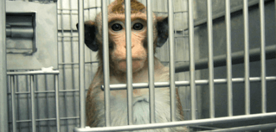 People for the Ethical Treatment of Animals | Animal Rights in Australia
