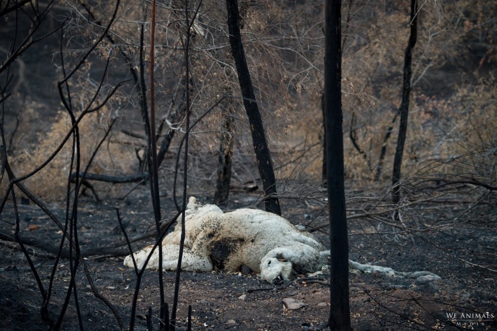 Australian Fire Aftermath: A Disaster Relief Road Trip - News - PETA ...