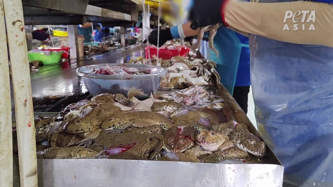Inside Vietnam’s Frog Meat Trade: Unseen Horrors - News - PETA Australia