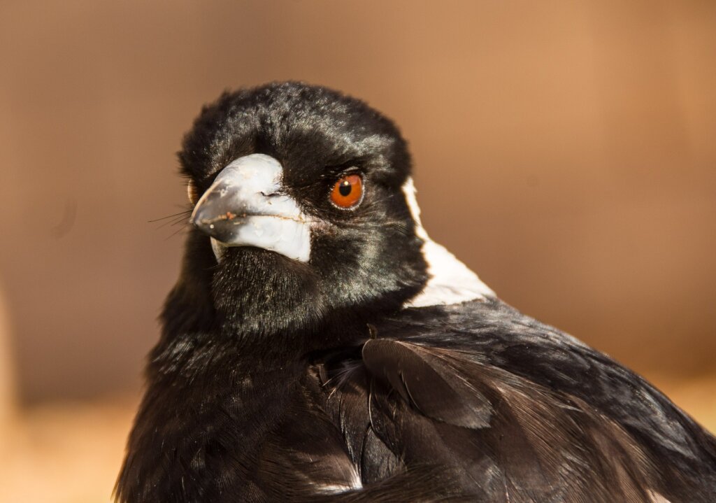 Magpie Swooping: How to Avoid Getting Hit - PETA Australia