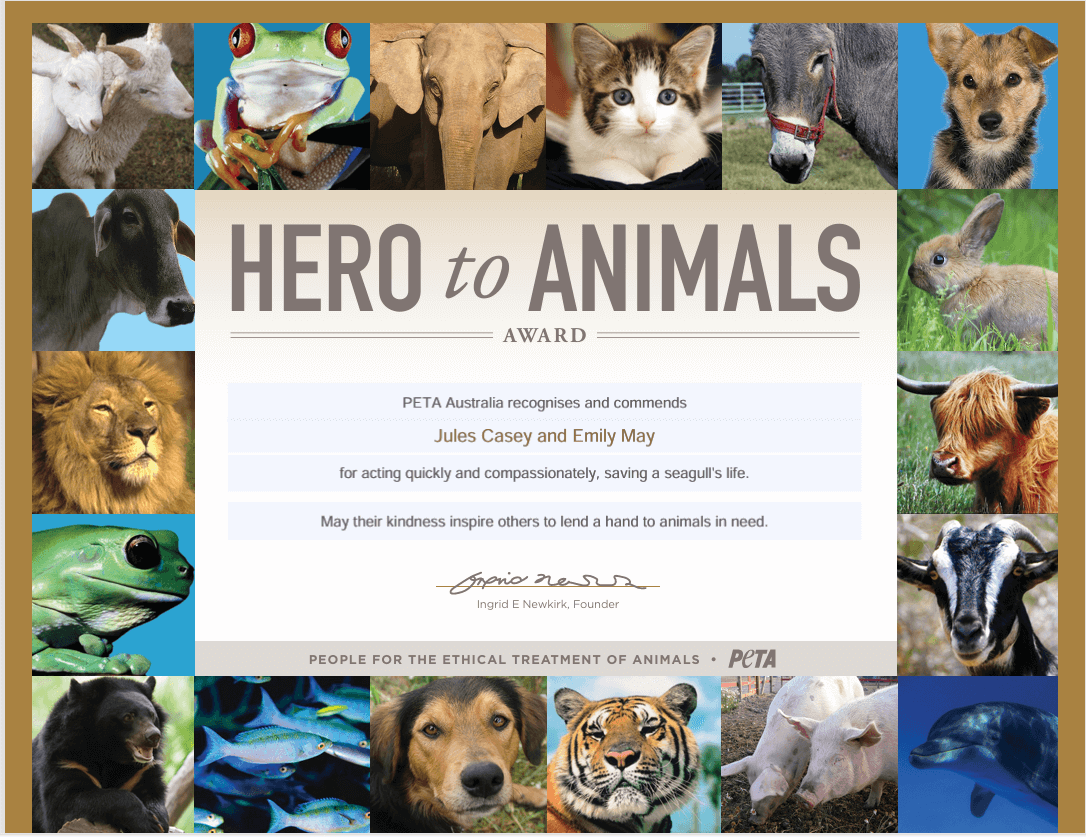 Port Phillip Rescuers of Seagull Hooked by Fishing Gear Nab PETA Award ...