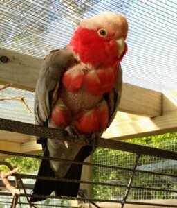 Birds Kept as Companion Animals - PETA Australia