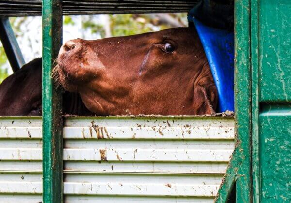 People for the Ethical Treatment of Animals | Animal Rights in Australia