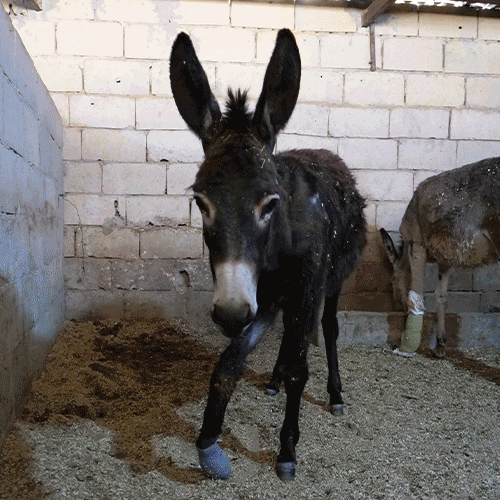Burned, beaten, left to suffer - donkeys need you 💔