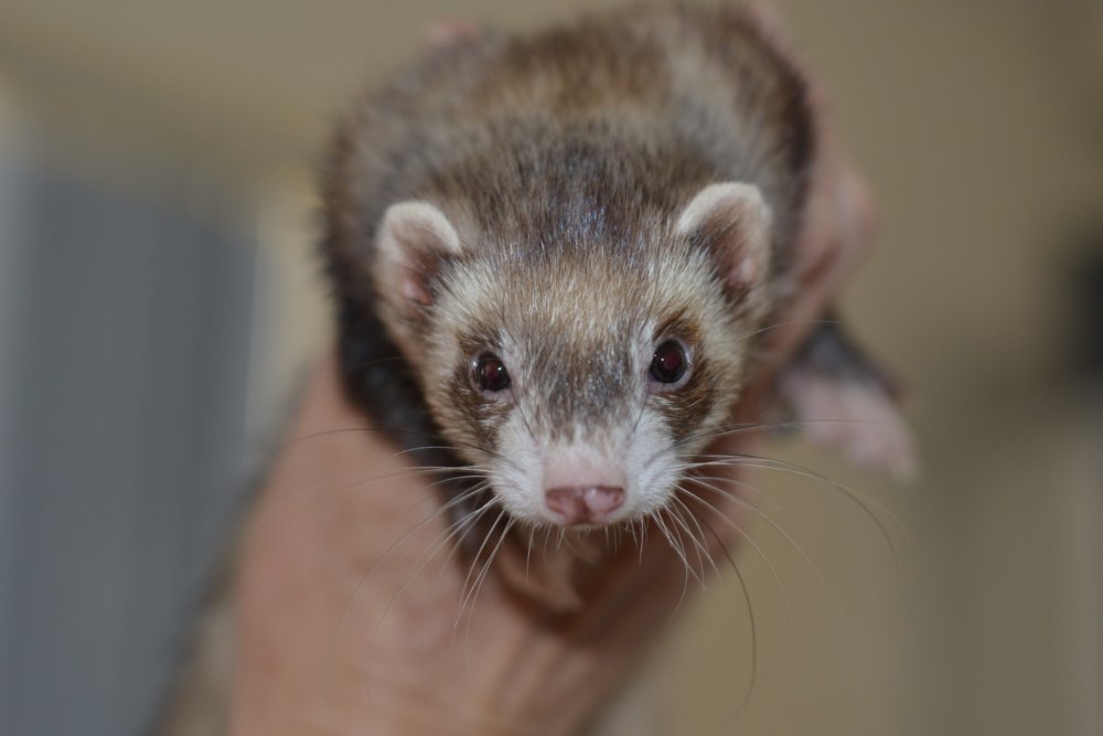 Australia Tests Possible COVID-19 Vaccine on Ferrets While US Moves ...