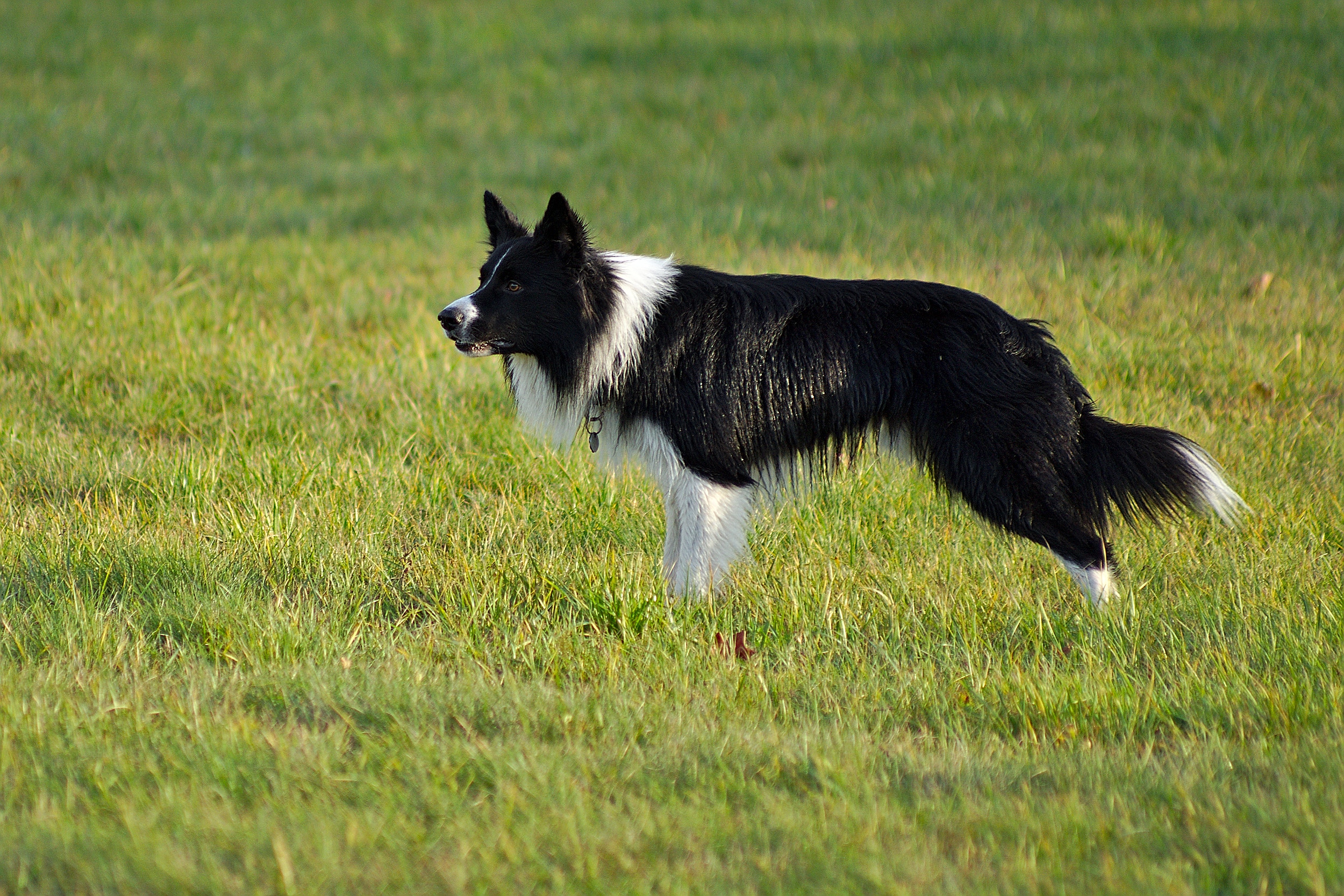Farm Dogs Dumped As Farmers in Drought Look to Cut Costs - News - PETA ...