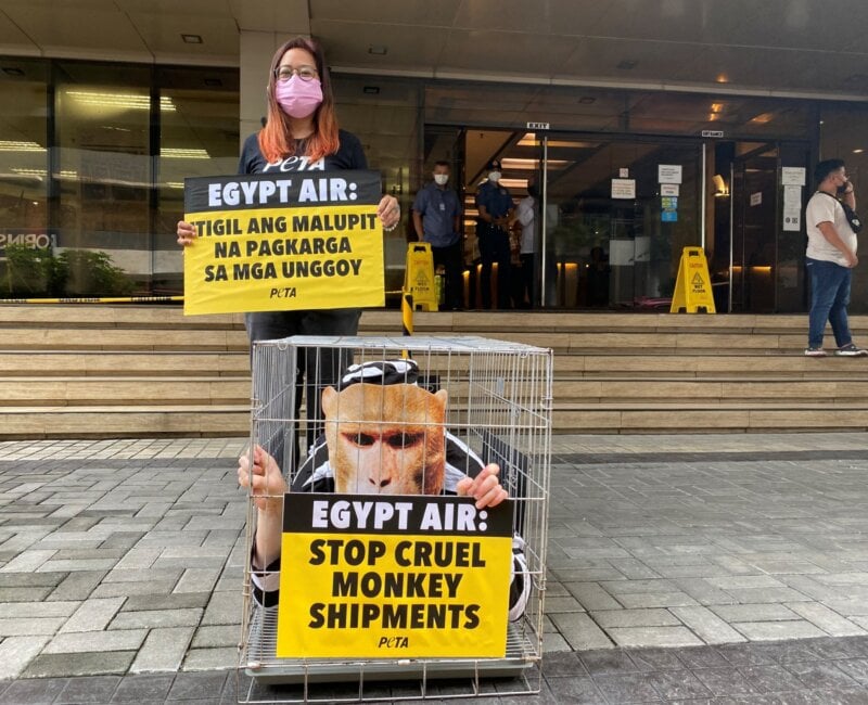 EGYPTAIR Ends Transport of Monkeys to Laboratories After PETA Campaign ...