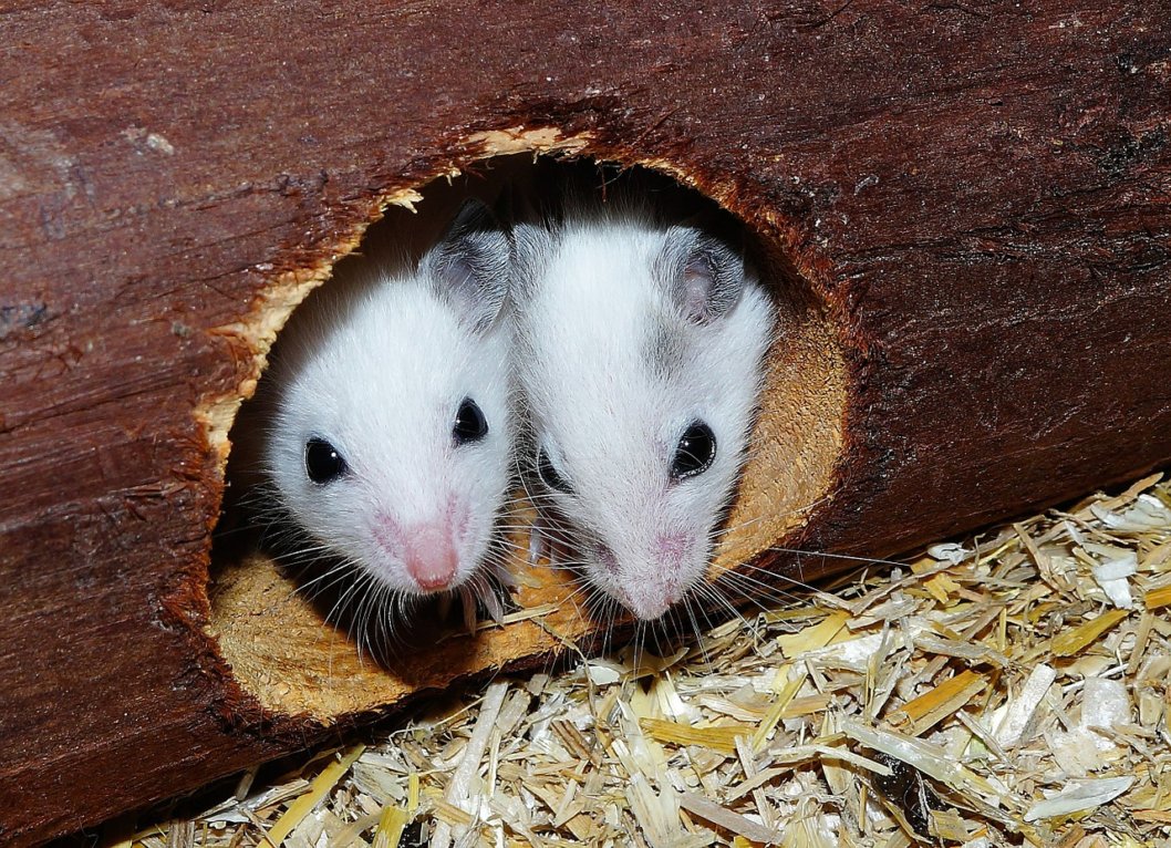 How to Keep Rabbit and Rodent Companions Cool in Summer - PETA Australia