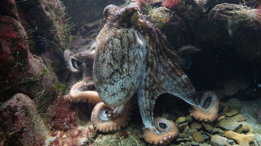 Inky the Octopus' Great Escape in NZ