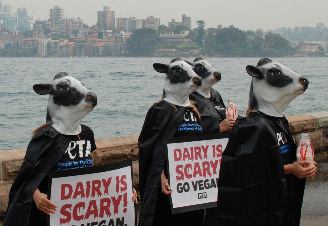 Dairy Is Scary! PETA 'Cows' Stage Halloween Protest in Sydney - News ...