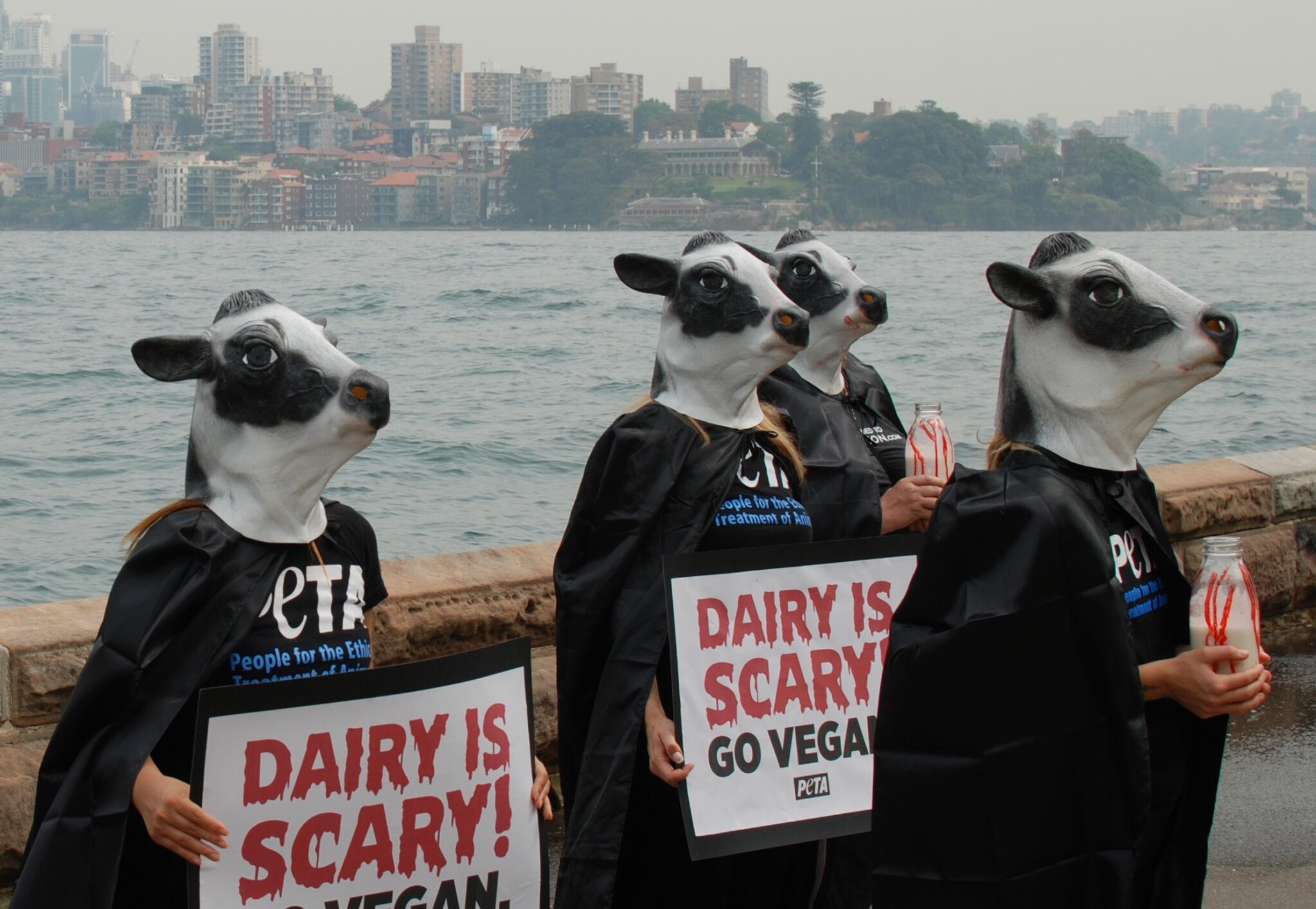 PHOTOS: 'COWS' CLUTCH 'BLOODY MILK BOTTLES' IN HALLOWEEN DAIRY PROTEST ...