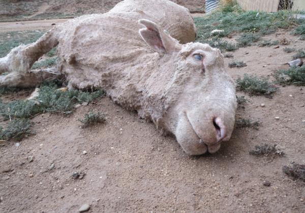 Sheep Kicked, Hit, and Shoved for 'Sustainable' Wool - News - PETA ...