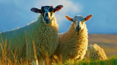PETA US Launches US$1 Million Vegan Wool Challenge Award - News - PETA ...