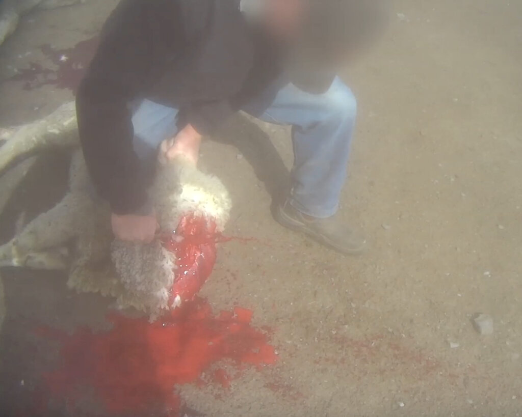 Exposed Again: Crying Lambs' Flesh and Tails Cut and Burned Off, Sheep ...