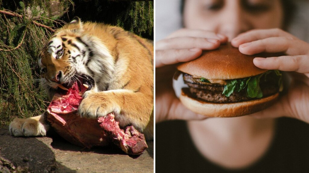Are Humans Supposed to Eat Meat? - PETA Australia