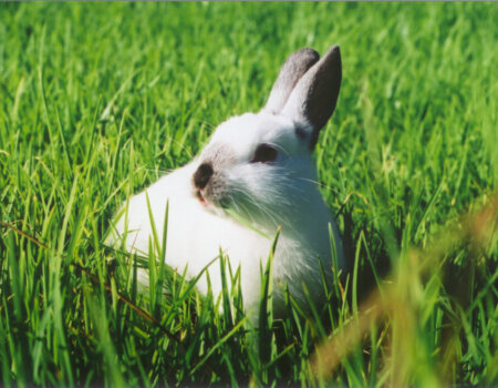 PETA US Launches US$1 Million Vegan Wool Challenge Award - News - PETA ...